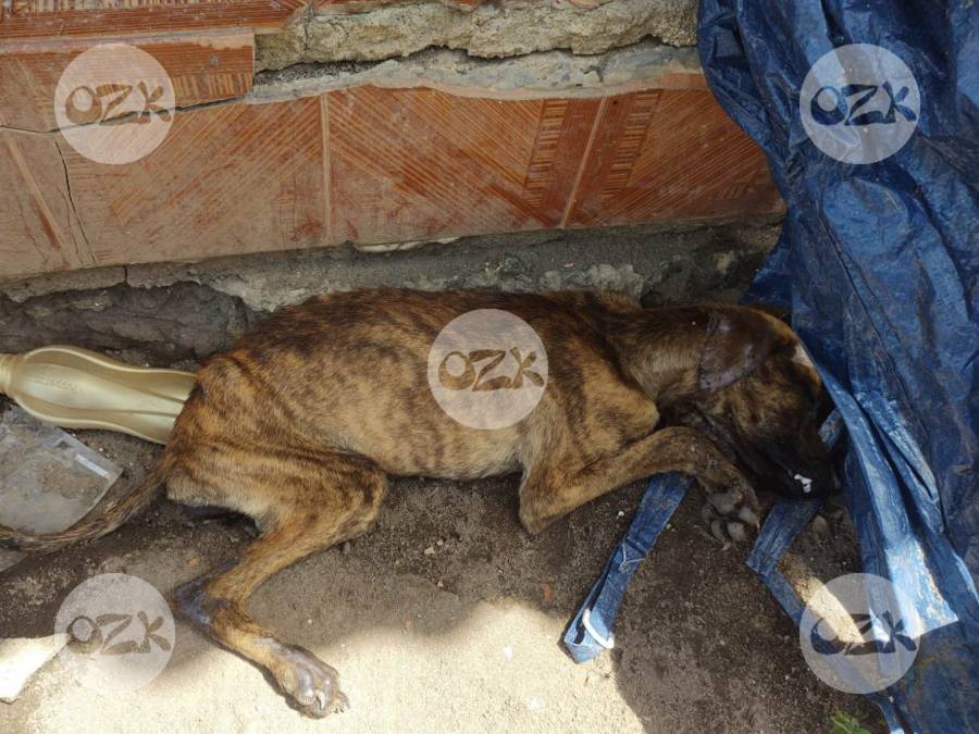 Cachorro abandonado em laje na região de Barcelos é recolhido pelo NCZ ... Cachorro abandonado em laje na região de Barcelos é recolhido pelo NCZ ...